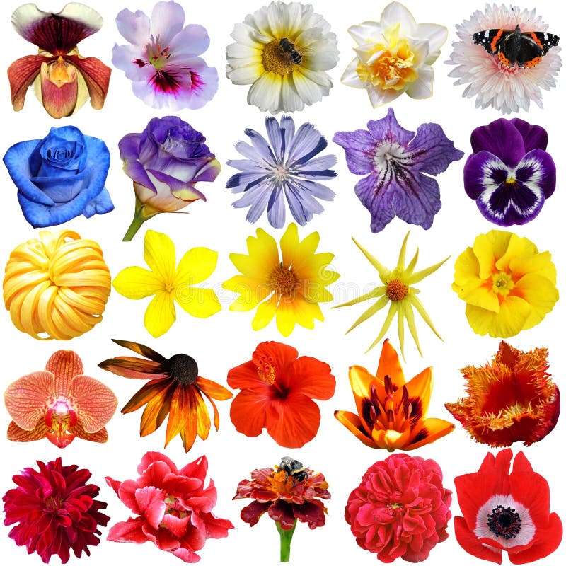 Big Selection of Various Flowers Isolated Stock Image - Image of ...