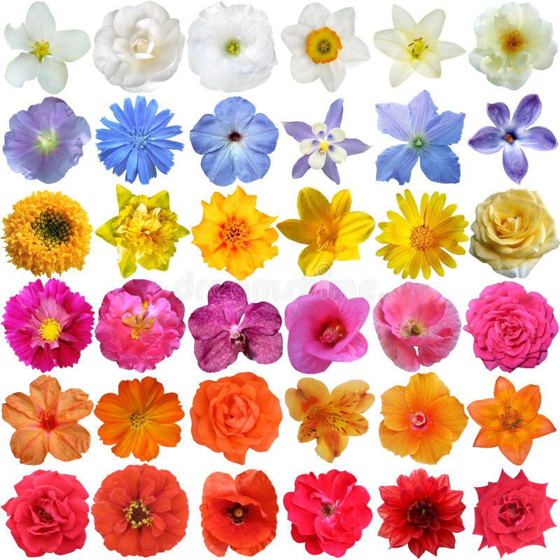 Big Set of Various Flowers stock image. Image of fresh - 33182223