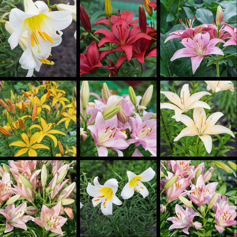 Set of multicolored lilies stock image. Image of head - 123105157