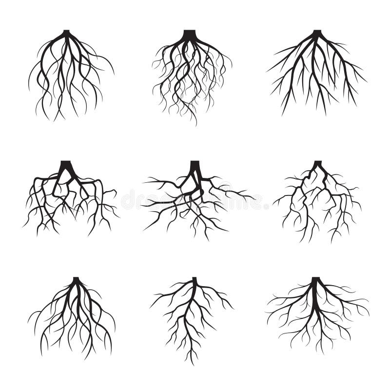 Big set of black roots. stock illustration. Illustration of branch ...