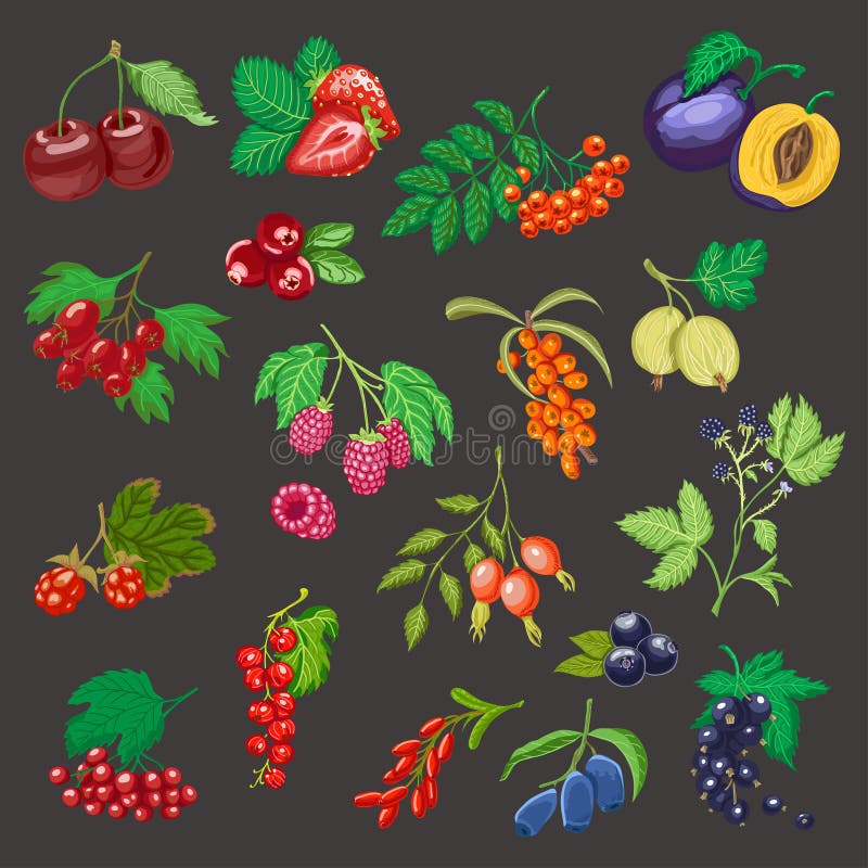 Big Set of Colored Berries. Stock Vector - Illustration of object ...