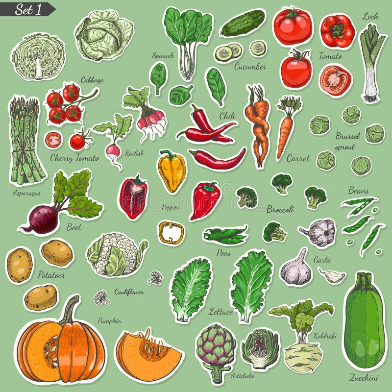 Big Set of Colored Label Vegetables Stock Vector - Illustration of ...