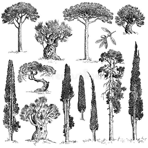 Oak Cypress Trees Stock Illustrations – 736 Oak Cypress Trees Stock ...