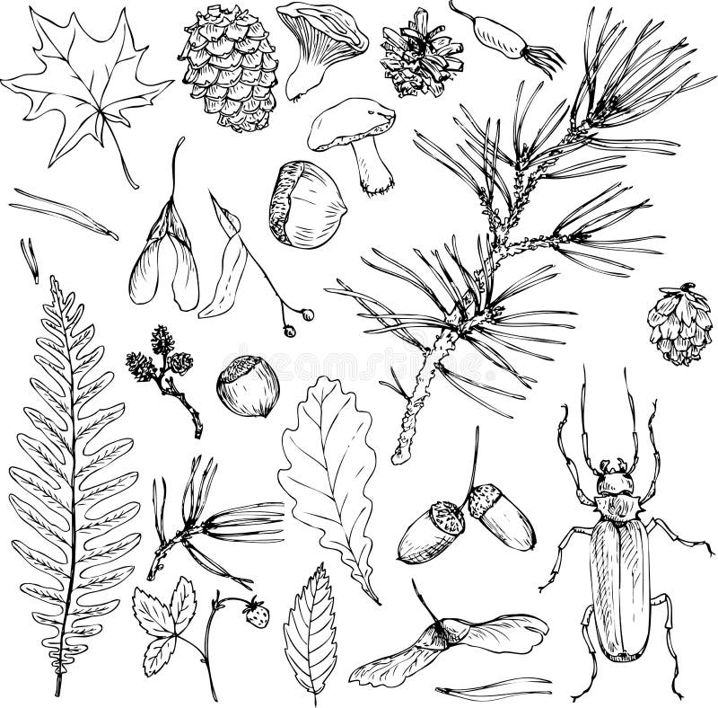 Big set of forest objects stock vector. Illustration of maple - 52445362