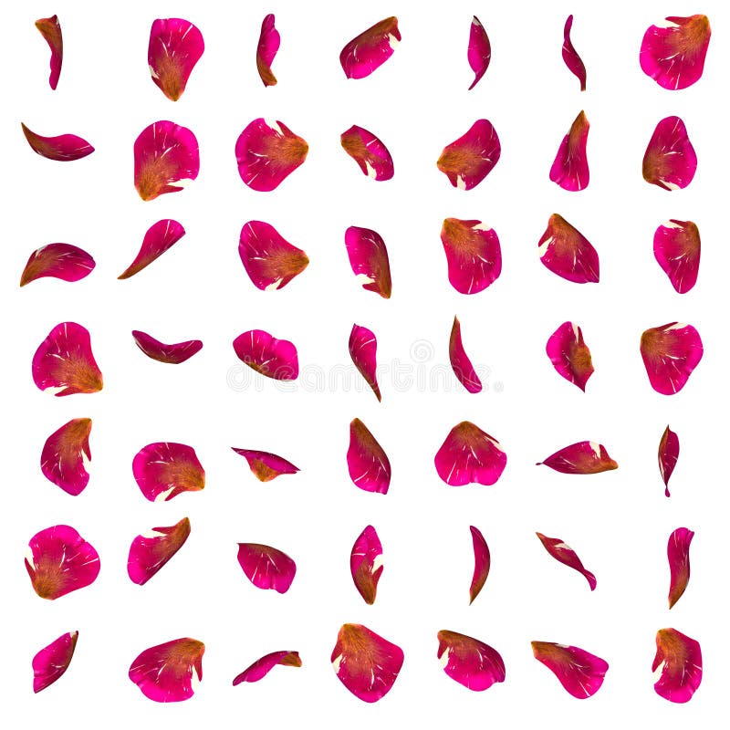 128 Rose Different Angles Stock Photos - Free & Royalty-Free Stock ...