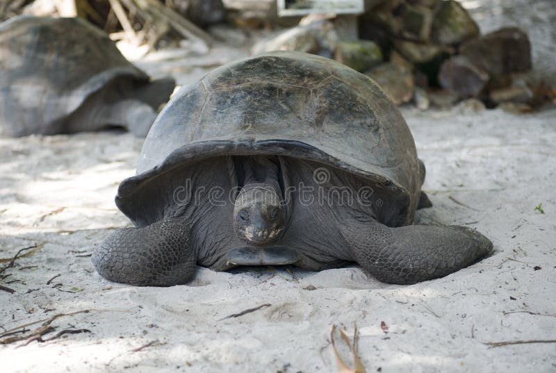 Big Seychelles turtle stock image. Image of eyes, herbivore - 35607699