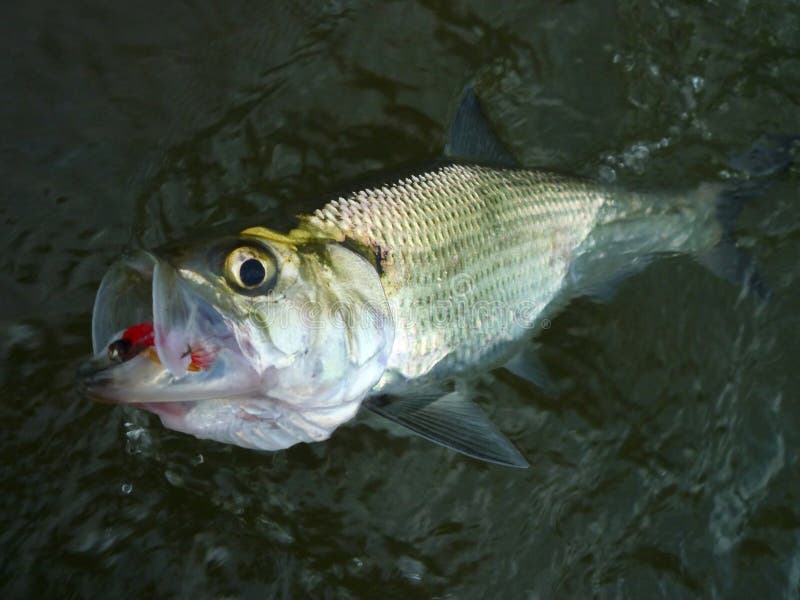 Big Shad Catch stock photo. Image of mouth, fishing, deer - 19252922
