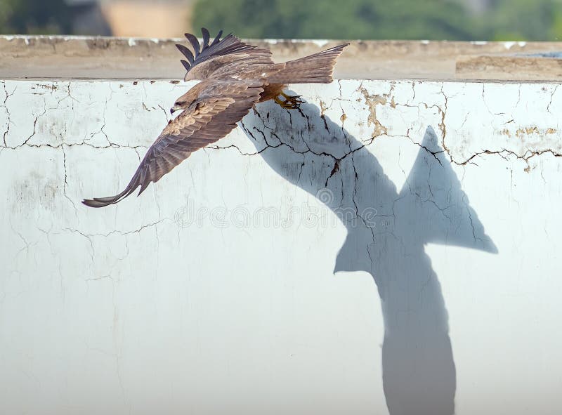 A Big Shadow and Small Black Kite Stock Image - Image of widener, wild ...