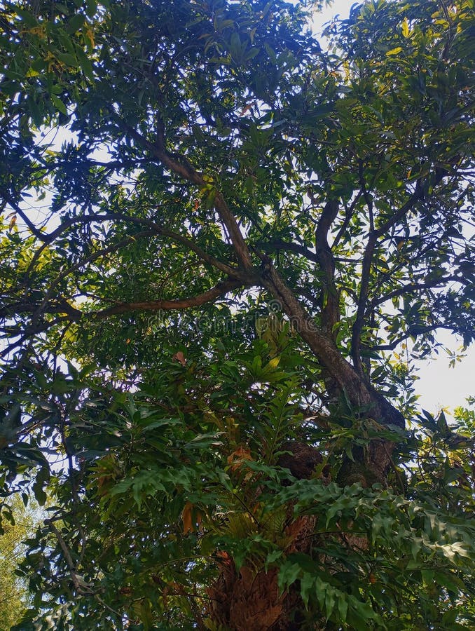 Big and Shady Mango Tree Under the Hot Sun Stock Photo - Image of fresh ...