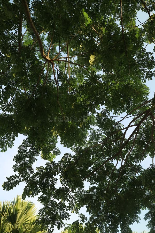 Big Shady Tree at Noon in the Morning Stock Photo - Image of foliage ...