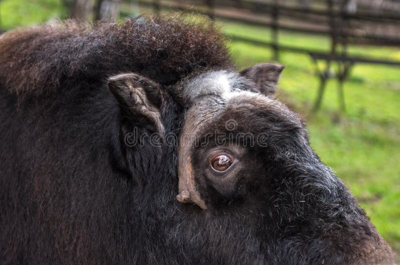 Big and shaggy bull bison stock photo. Image of year - 201322260