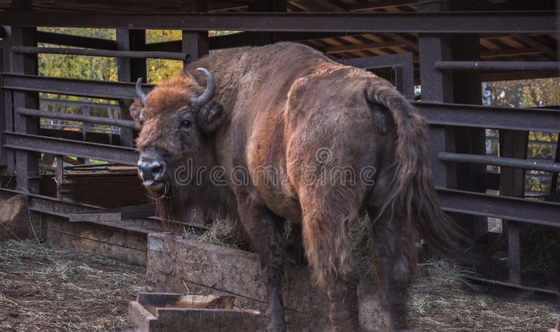 Big and shaggy bull bison stock photo. Image of pasture - 201521184