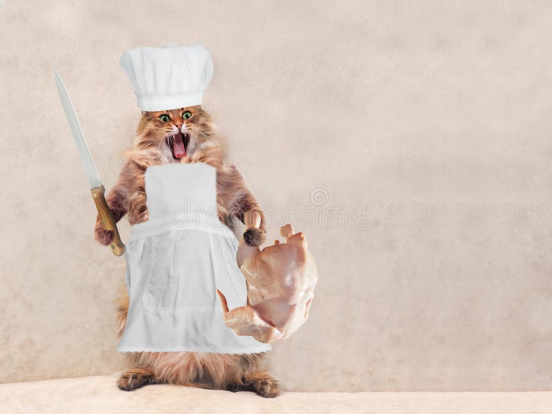 The Big Shaggy Cat is Very Funny Standing,cook 14 Stock Image - Image ...