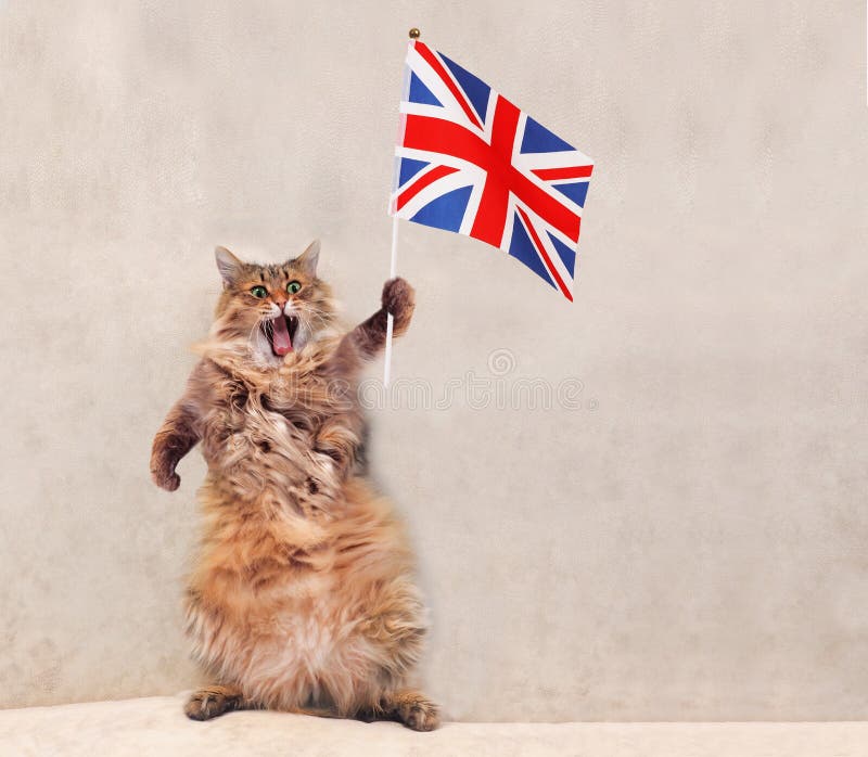 The Big Shaggy Cat is Very Funny Standing.flag Stock Photo - Image of ...