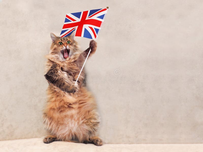 The Big Shaggy Cat is Very Funny Standing.flag Stock Photo - Image of ...