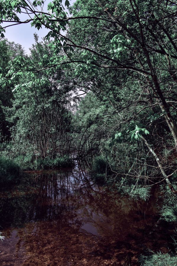 Big Shallow Puddle in the Forest by Lush Green Trees Stock Photo ...