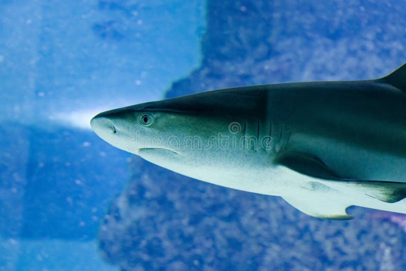 Big sharks in a fish tank stock image. Image of aquatic - 263098761