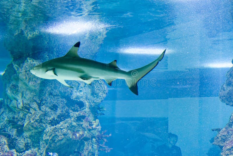 Big sharks in a fish tank stock photo. Image of tropical - 263098768