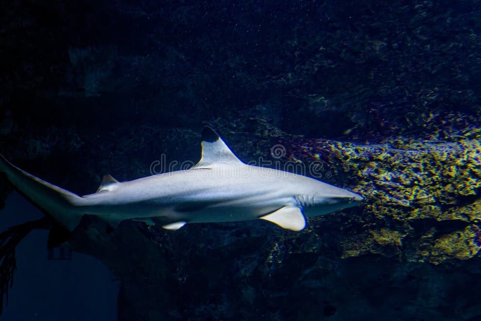 Big sharks in a fish tank stock image. Image of wildlife - 263098807