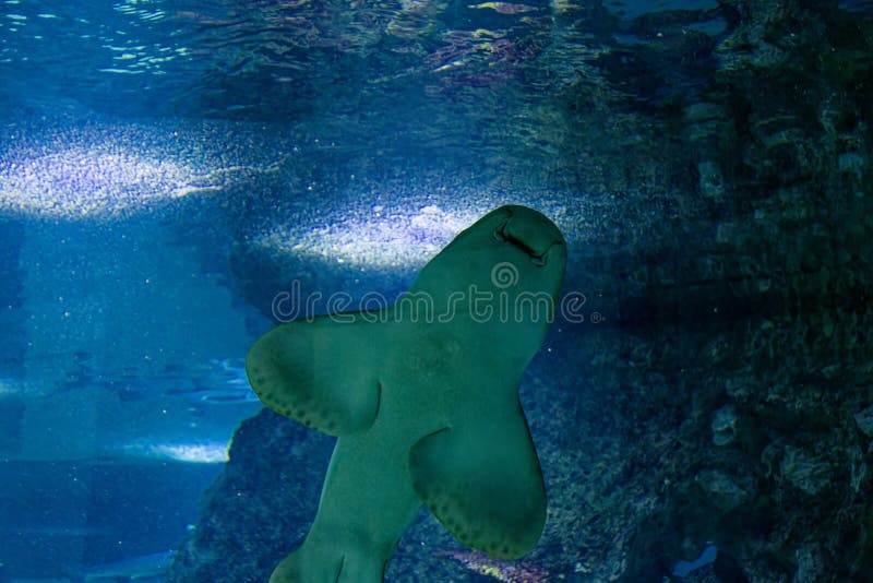 Big sharks in a fish tank stock image. Image of diving - 263098817