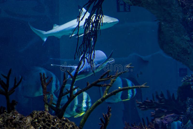 Big sharks in a fish tank stock image. Image of sunlight - 263098833