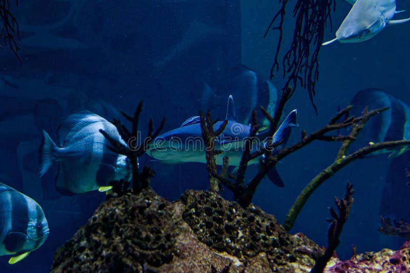 Big sharks in a fish tank stock photo. Image of saltwater - 263098842