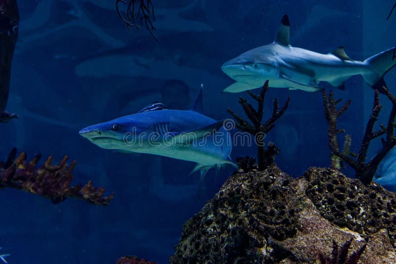 Big sharks in a fish tank stock photo. Image of colorful - 263098852