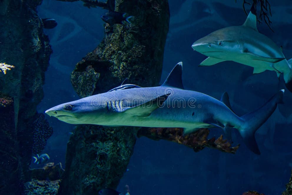 Big sharks in a fish tank stock image. Image of exotic - 263098859