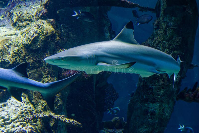 Big sharks in a fish tank stock photo. Image of shark - 263098890