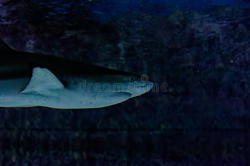 Big sharks in a fish tank stock image. Image of vacation - 263098897