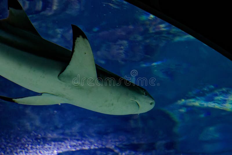 Big sharks in a fish tank stock image. Image of marine - 263098957