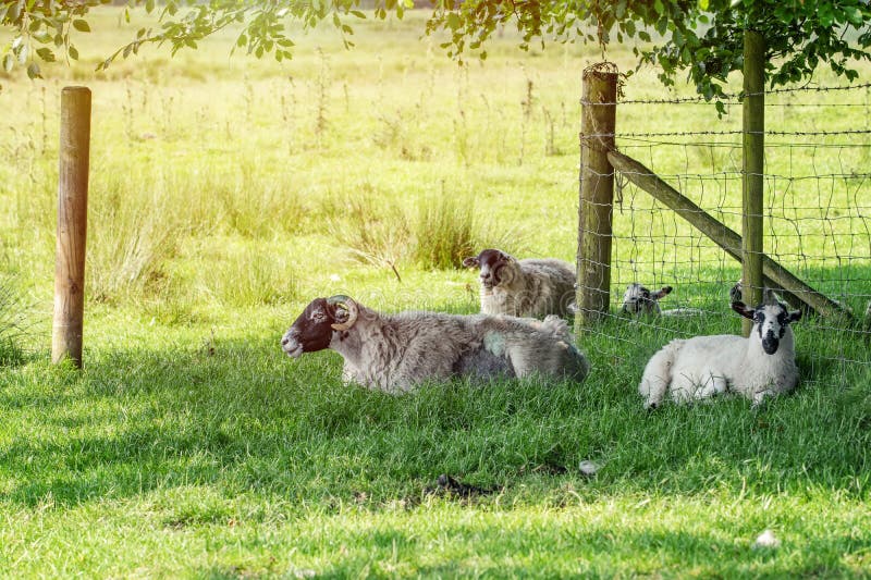 Big Sheep on a Meadow on the Farm Stock Image - Image of agricultural ...