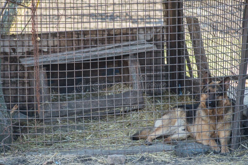 The Big Sheepdog in a Cage. Stock Photo - Image of charming ...