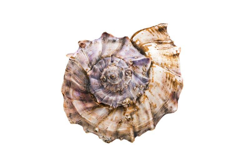 Big seashell stock image. Image of hull, color, shelter - 11544501