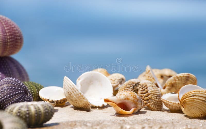 Shells in beach sand stock photo. Image of flower, scenic - 4029196