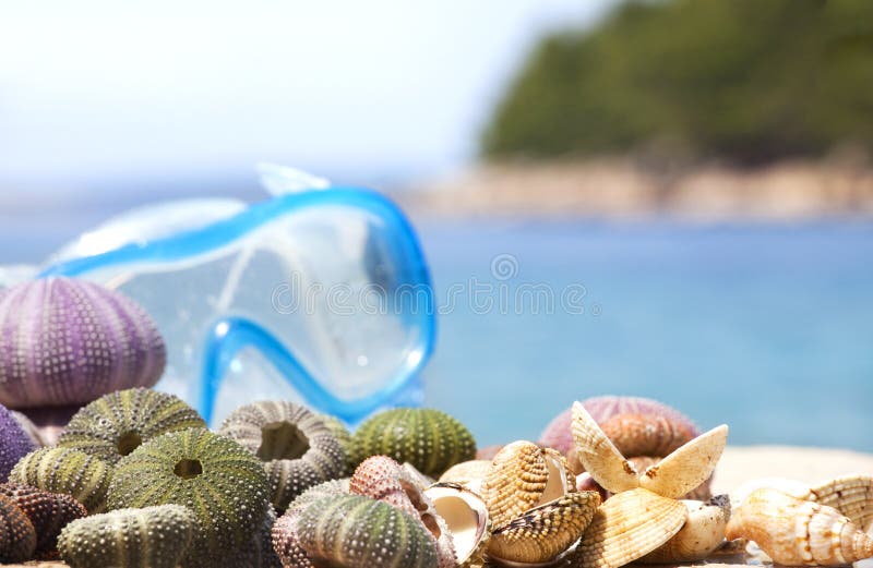 Big shell stock photo. Image of nature, object, concept - 5439334