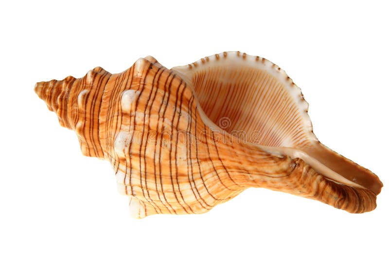 Big shell stock image. Image of ocean, seashell, coral - 6971131