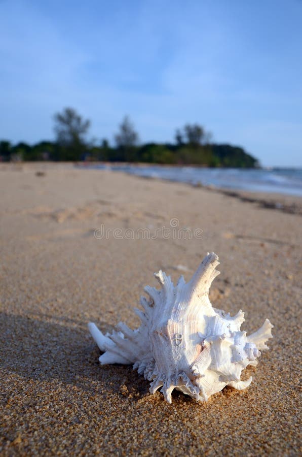 Shell stock photo. Image of natural, lake, view, lanscape - 30093270