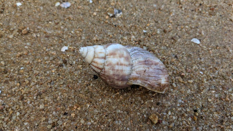 A big shell on a beach stock image. Image of sealife - 202518517