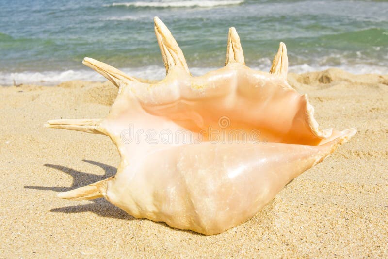 Big shell on beach stock photo. Image of pink, shell - 56504474