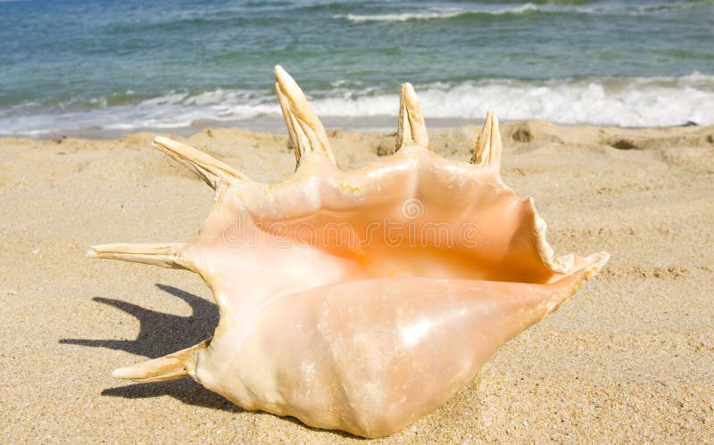 Big shell on beach stock photo. Image of water, wave - 80678714