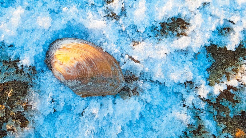 The Big Shell Laying at Snow Stock Photo - Image of natural, ocean ...