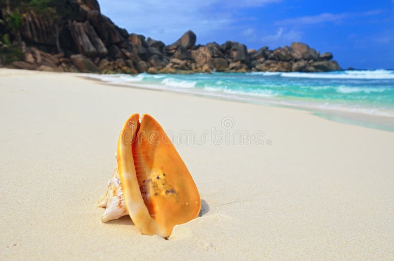 Shell on the ocean shore stock image. Image of colorful - 20945775