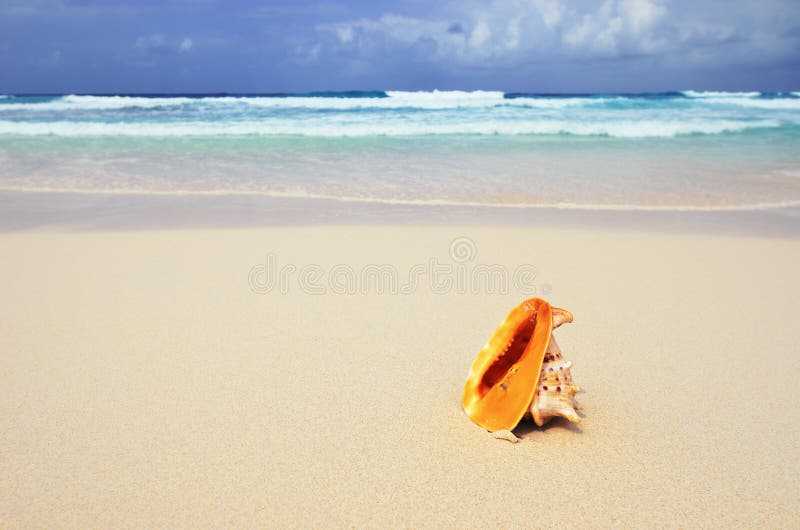 Big Shell on the Ocean Shore Stock Photo - Image of outdoor, ocean ...