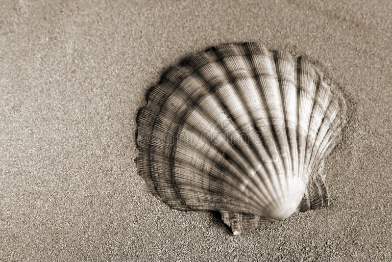 Big shell in sand stock photo. Image of bright, colorful - 78990248