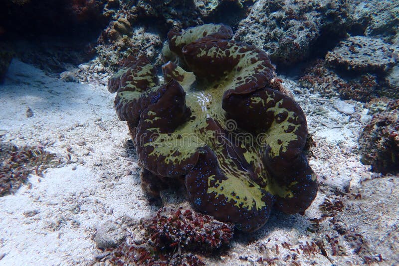 Big Shell Underwater Sealife Wildlife Stock Photo - Image of underwater ...