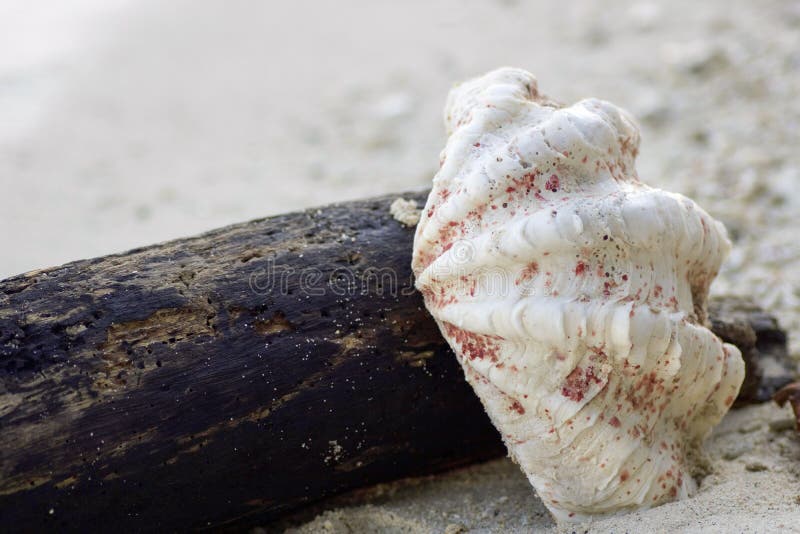 Big Shell on a Wet Wood on the Sand of the Beach Stock Photo - Image of ...