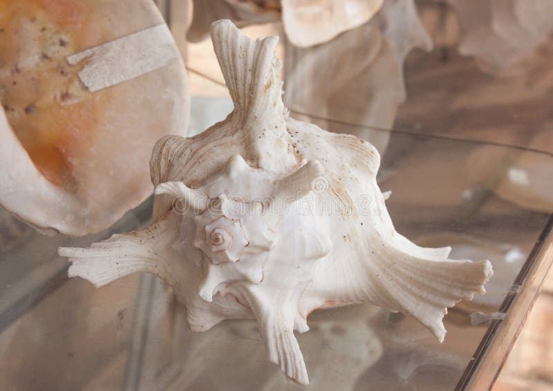 Big shell stock image. Image of holiday, white, tropical - 49617915