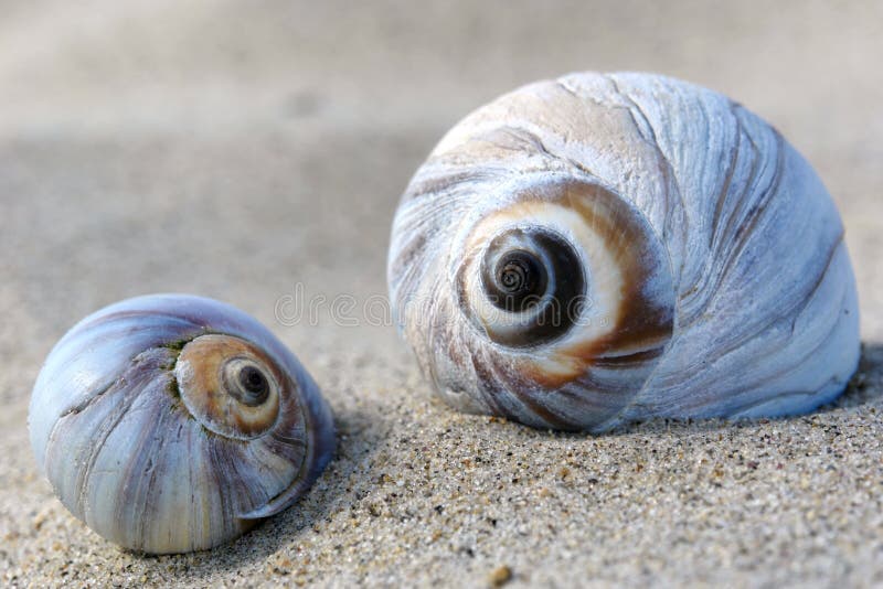 Big shells stock photo. Image of summer, reflection, rippled - 3546144