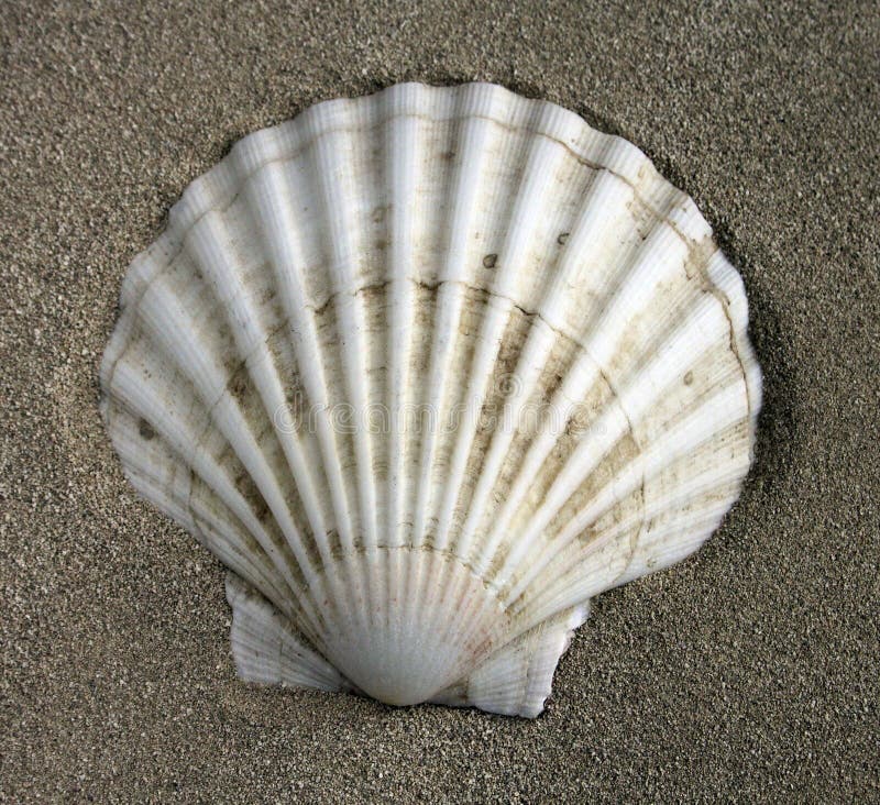 Big shells in sand stock photo. Image of beach, bright - 78991130